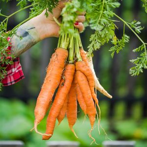 Wild carrot - Daucus carota (Care, Characteristics, Flower, Images, Edible)