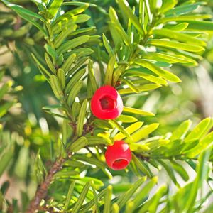 How to Grow and Care for Japanese yew