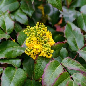 How to Grow and Care for Oregon grape