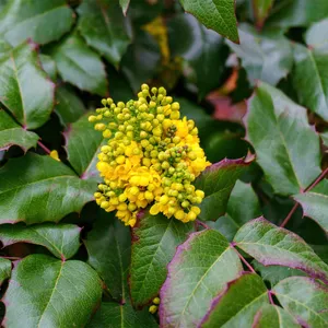 How to Propagate Oregon grape