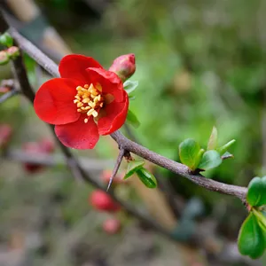How to Propagate Flowering quince