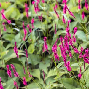 Where To Place Red bistort In Feng Shui? (Characteristics, Direction ...