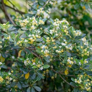 Cómo cultivar y cuidar una Azahar de la China