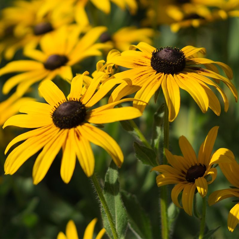 How to Solve Black-eyed susan Plant Problems?