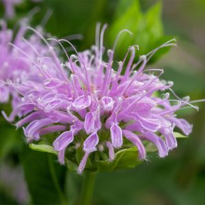 How to Grow and Care for Wild bergamot