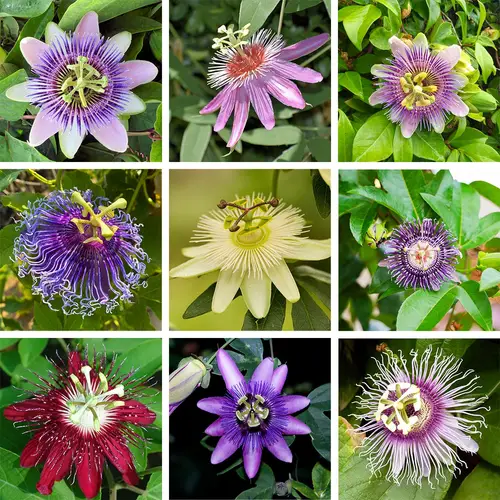 Passiflora hybrid - PictureThis