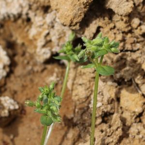 How to Grow and Care for Starweed