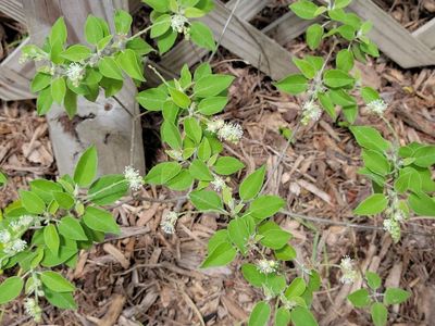 Pepperbush (Croton humilis) - PictureThis