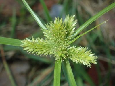 Coquillo (Cyperus aggregatus) - PictureThis