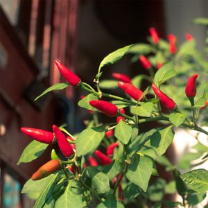Ají - Capsicum frutescens (Cuidado, Características, Flor, Imágenes ...