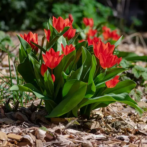 Tulipa praestans - PictureThis