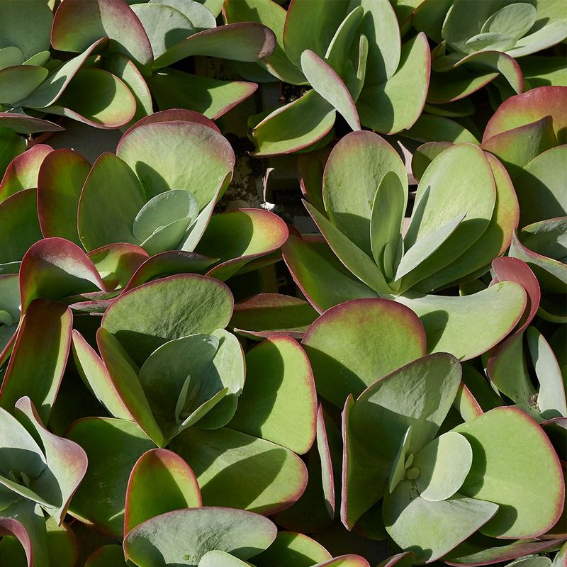 How to Master Succulent Gardening with Paddle plant
