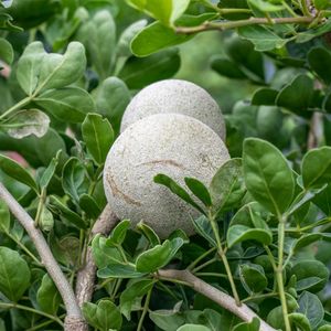 How to Grow and Care for Limonia