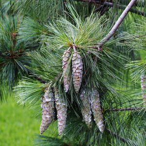 How to Grow and Care for Himalayan pine