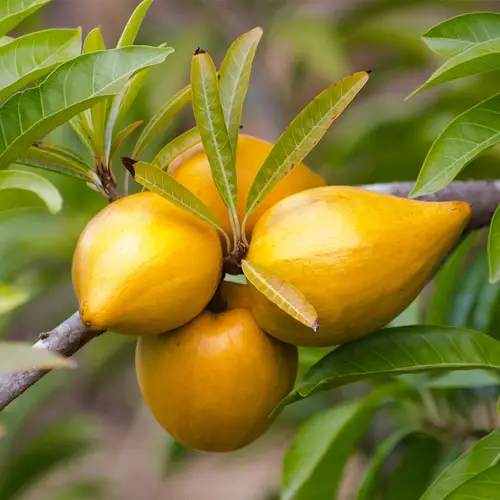 Caca de niño (Pouteria campechiana) - PictureThis