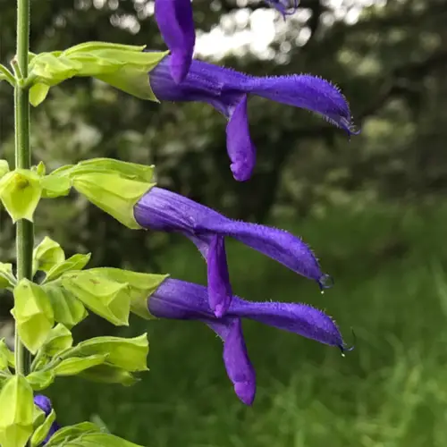 Tlacote (Salvia mexicana) - PictureThis