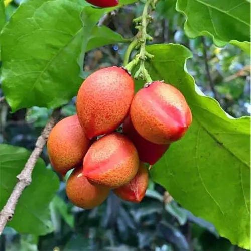 Ciruela de fraile (Bunchosia armeniaca) - PictureThis