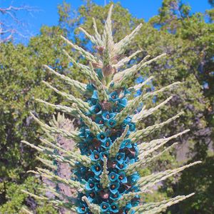 How to Grow and Care for Blue puya