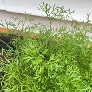 How to Grow and Care for Coriander 'Confetti'
