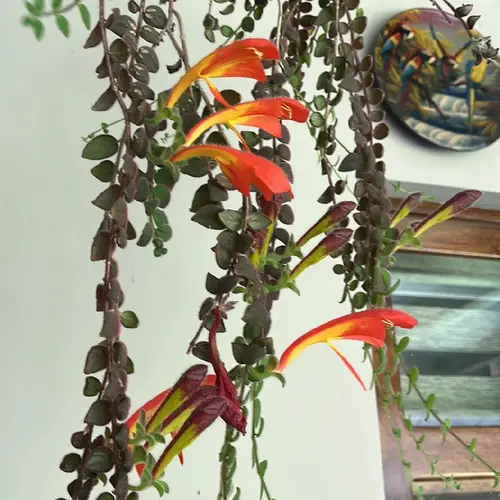 Planta carpa dorada (Columnea gloriosa) - PictureThis