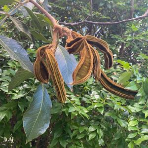 Guama - Inga edulis (Cuidado, Características, Flor, Imágenes, Comestible)