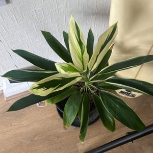 Cómo cultivar y cuidar una Caña de indio 'Conga'