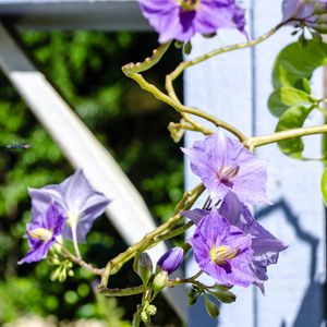How to Grow and Care for Giant potato creeper