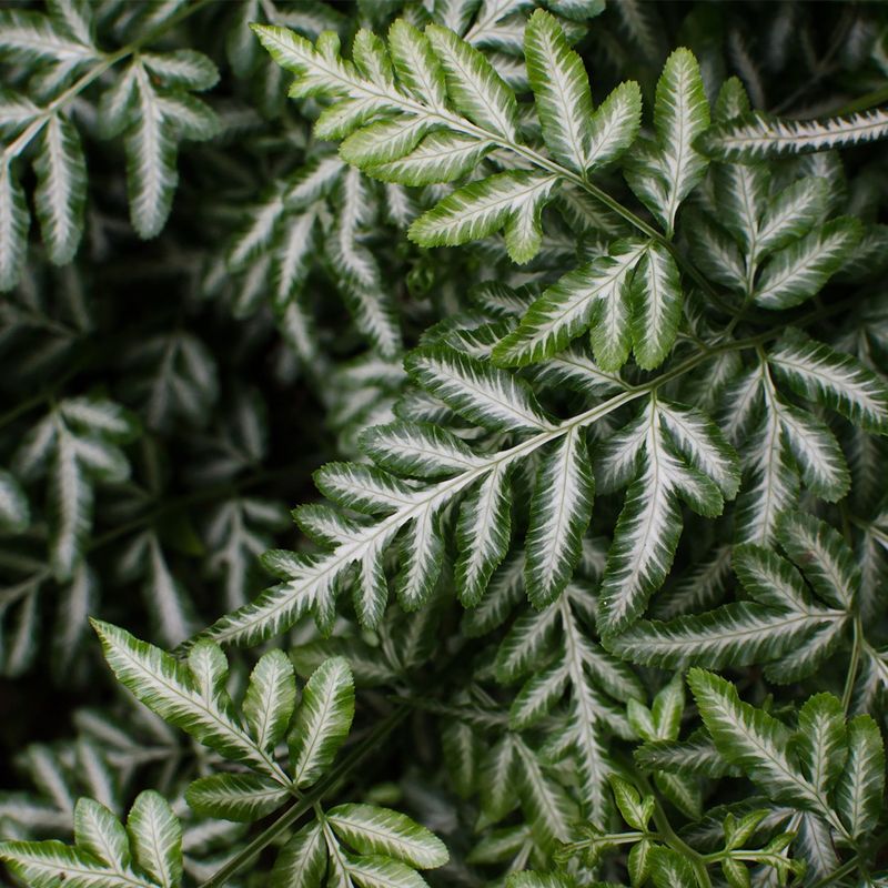 What Are Common Problems in Slender brake Plants?