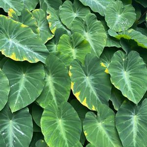 Colocasia fallax - PictureThis