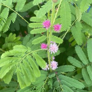 Mimosa invisa - Mimosa invisa (Taxonomía, Características, Distribución ...
