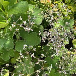 Peppermint geranium (Pelargonium tomentosum) - PictureThis
