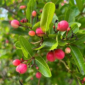 How to Grow and Care for Karanda