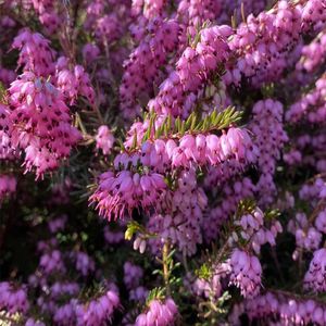 Erica × darleyensis 'Kramer's Rote' - PictureThis