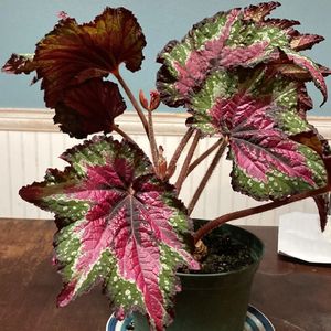 Begonias 'Merry Christmas' (Begonia 'Merry Christmas') - PictureThis