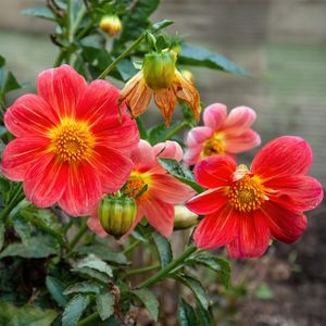 Dalia roja - Dahlia coccinea (Cuidado, Características, Flor, Imágenes)