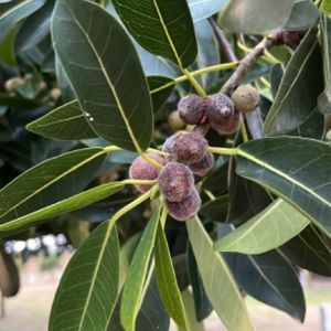 Ficus thonningii - Ficus thonningii (Taxonomía, Características ...