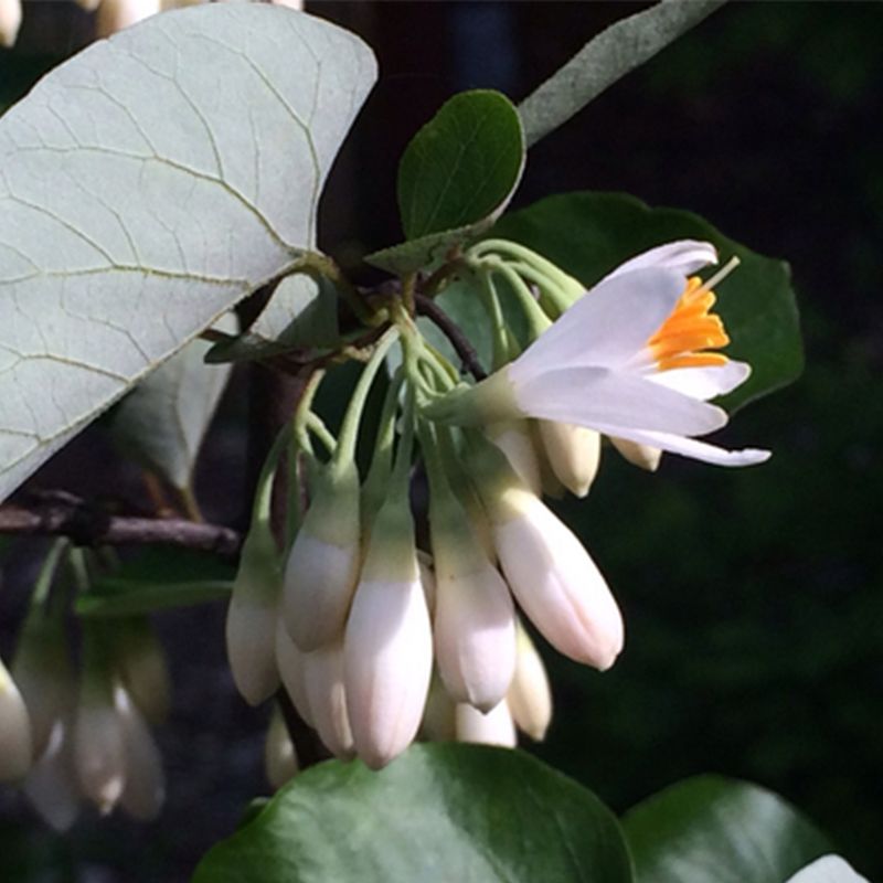 Exploring the Symbolism and Beauty of the American Snowbell Flower