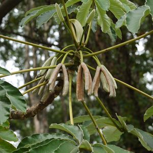 Yagrumo - Cecropia peltata (Cuidado, Características, Invasivo, Imágenes)