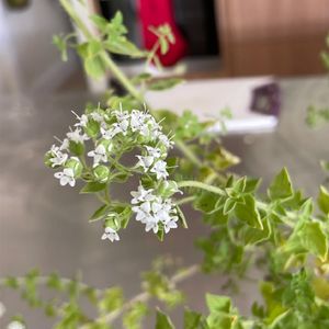 Origanum onitesの育て方・栽培方法