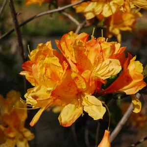 How to Propagate Chinese azalea