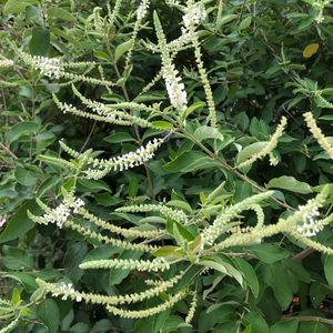 How to Grow and Care for Sweet almond bush