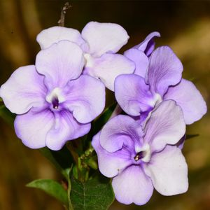 Chiric sanango - Brunfelsia grandiflora (Cuidado, Características, Flor ...