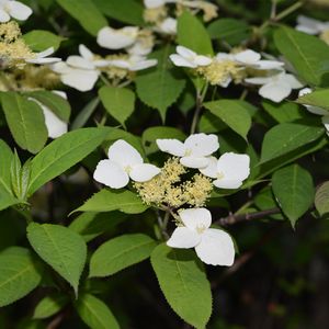 Chinese hydrangea (Hydrangea chinensis) - PictureThis