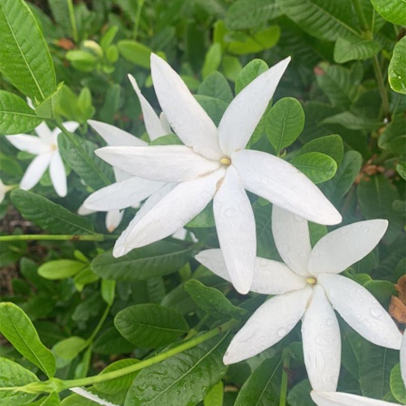 Discovering the Allure and Symbolism of the Star Flower
