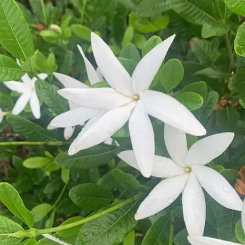 Gardenia scabrella - PictureThis
