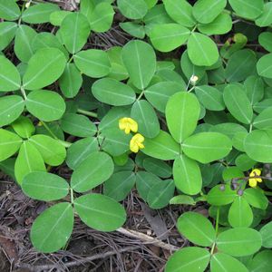 Maní forrajero - Arachis pintoi (Cuidado, Características, Flor, Imágenes)
