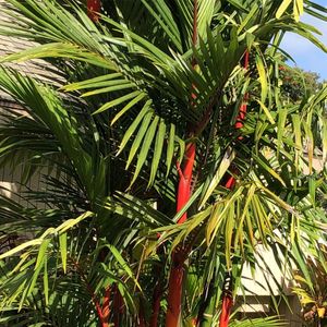 Palma roja - Cyrtostachys renda (Cuidado, Características, Flor, Imágenes)