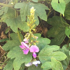Kudzu tropical - Pueraria phaseoloides (Taxonomía, Características ...