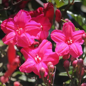 How to Prune Cardinal creeper