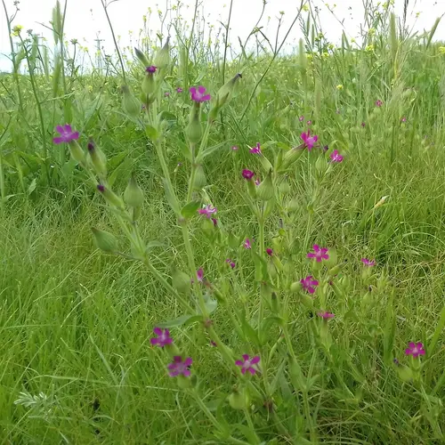 Weed silene (Silene conoidea) Flower, Leaf, Care, Uses - PictureThis
